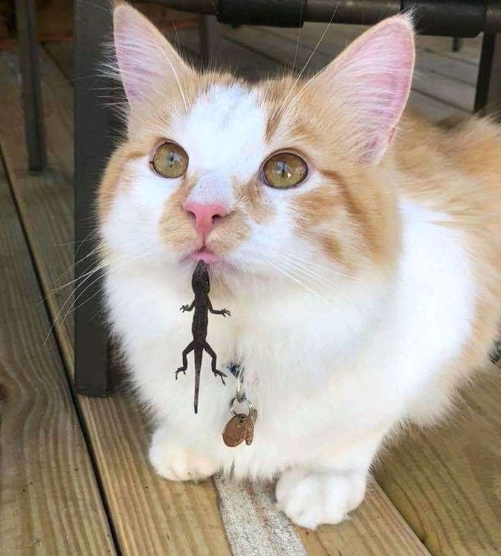 20+ Animals Who Can Cheer You Up Better Than Any Comedian