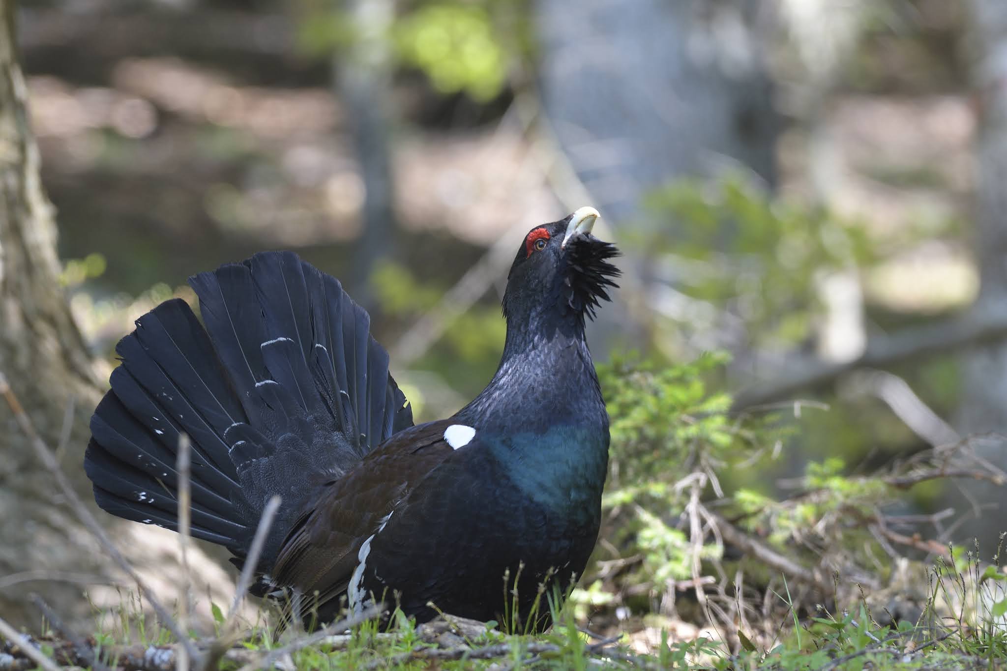 il cedrone solitario