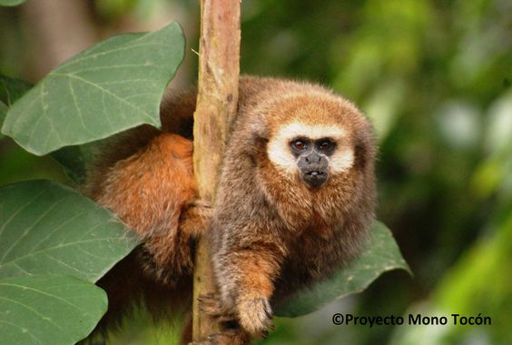 PLAAN : Mono Tocón de San Martín - Callicebus oenanthe - en peligro de ...