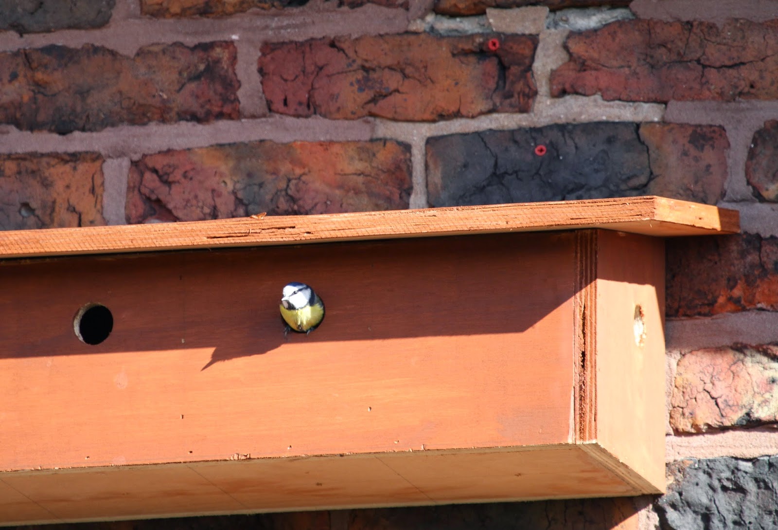 Wilde About Birds: The Tale of the Colonial Nest Box