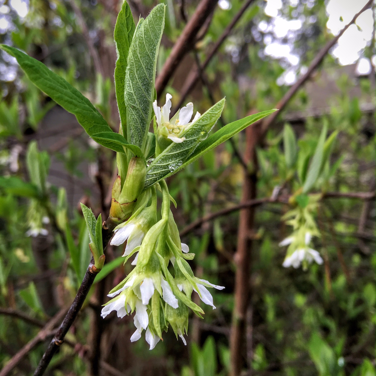 Shoreline Area News: In the Garden Now: Indian Plum