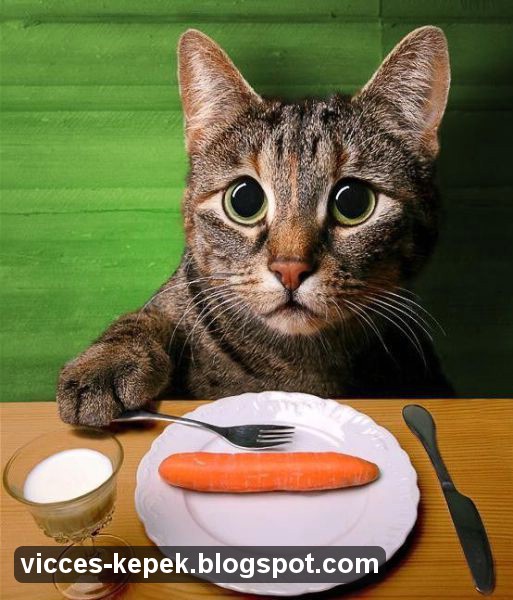 Vicces képek oldala: Macska répával