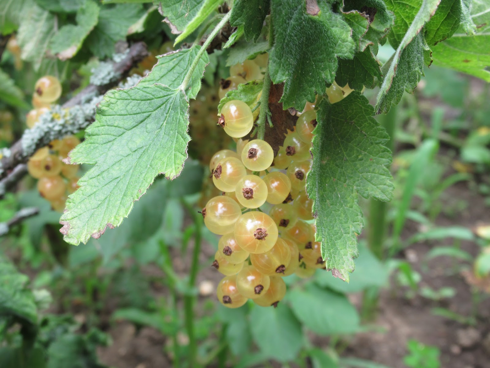 Fliederbaum: die weißen Ribisel sind reif