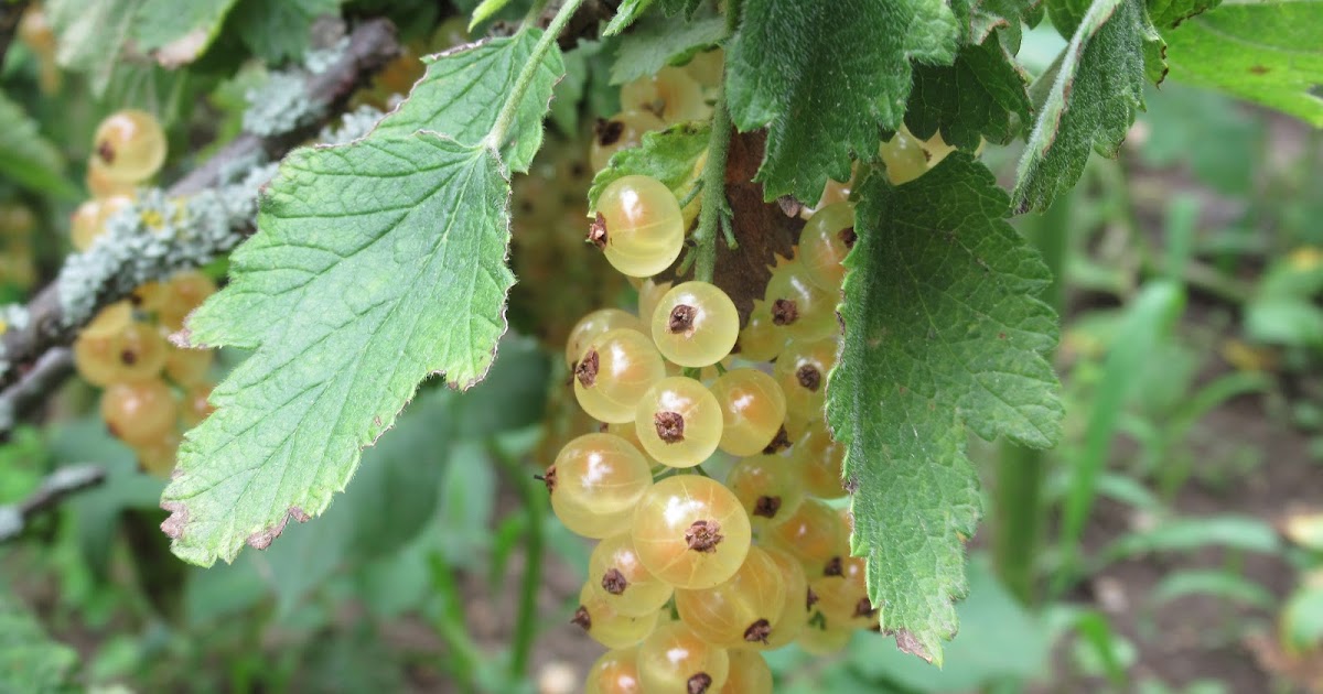 Fliederbaum: die weißen Ribisel sind reif