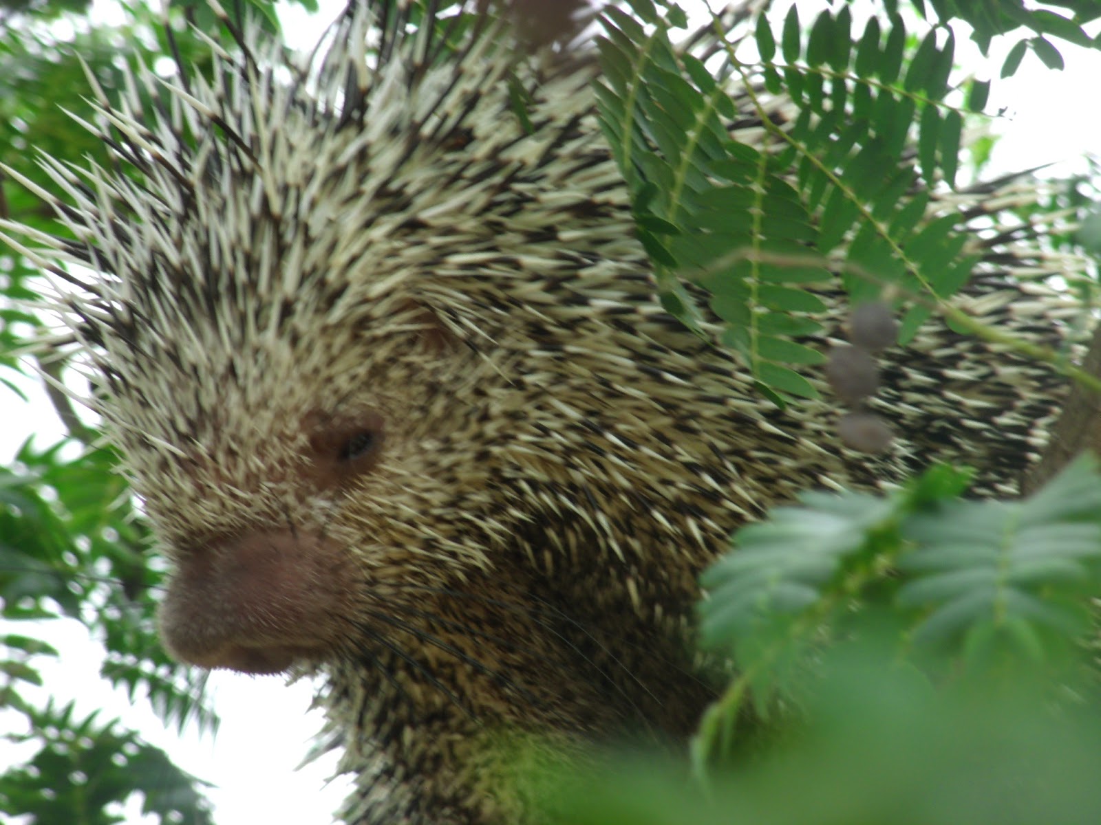 Resgate de animal silvestre - Ouriço Caixeiro