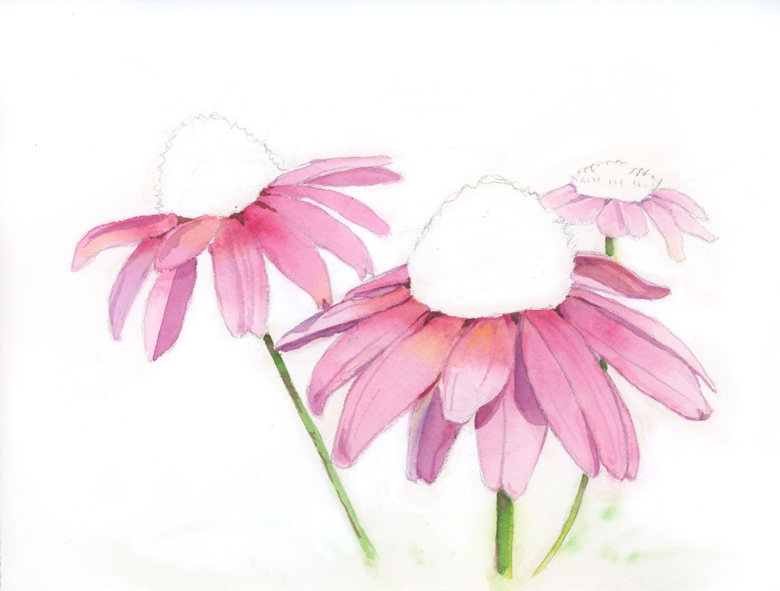 Kathy Jurek: Watercolor Coneflowers
