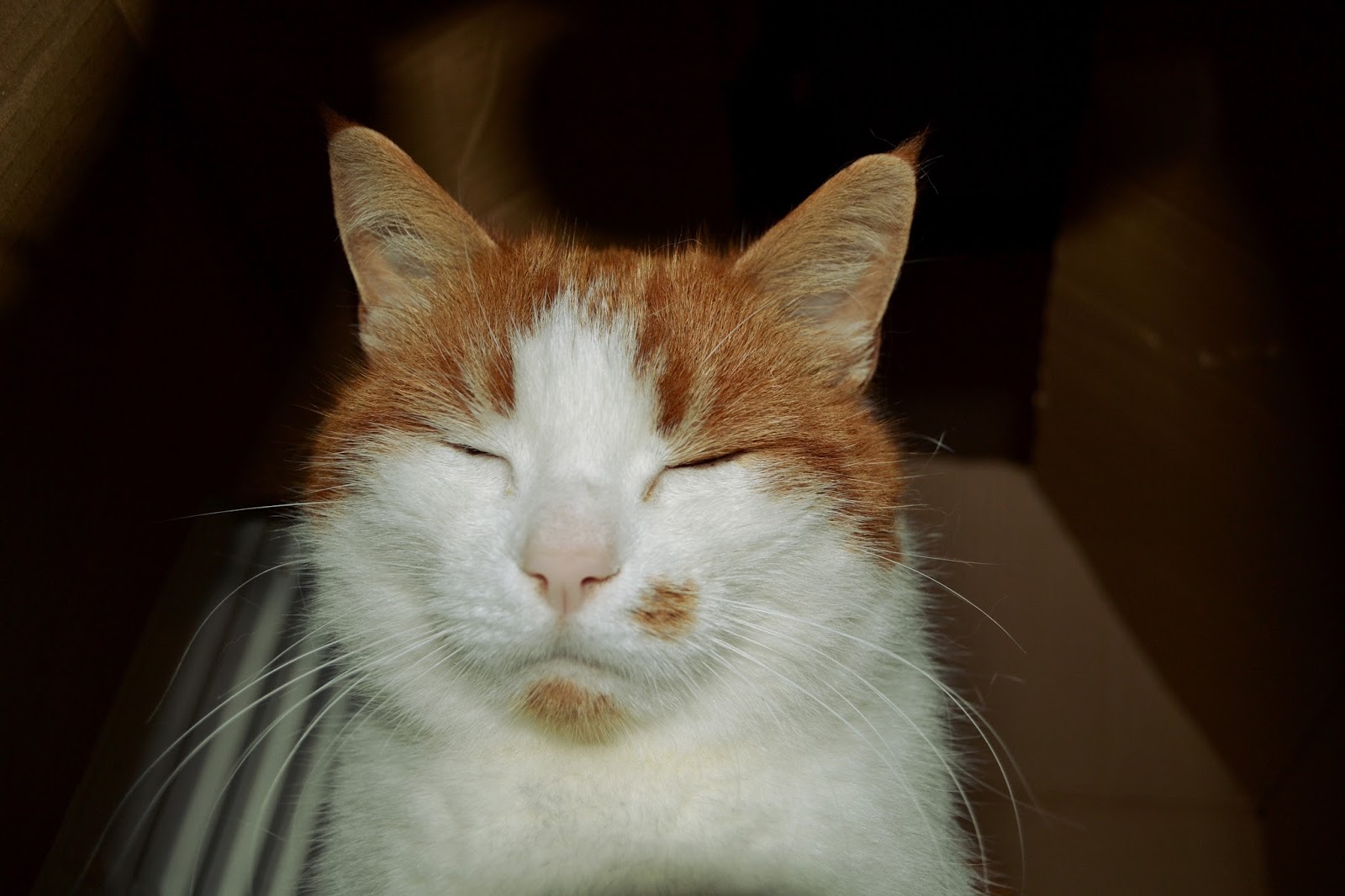 5 Signs That Your Cat is Happy | Lola The Rescued Cat