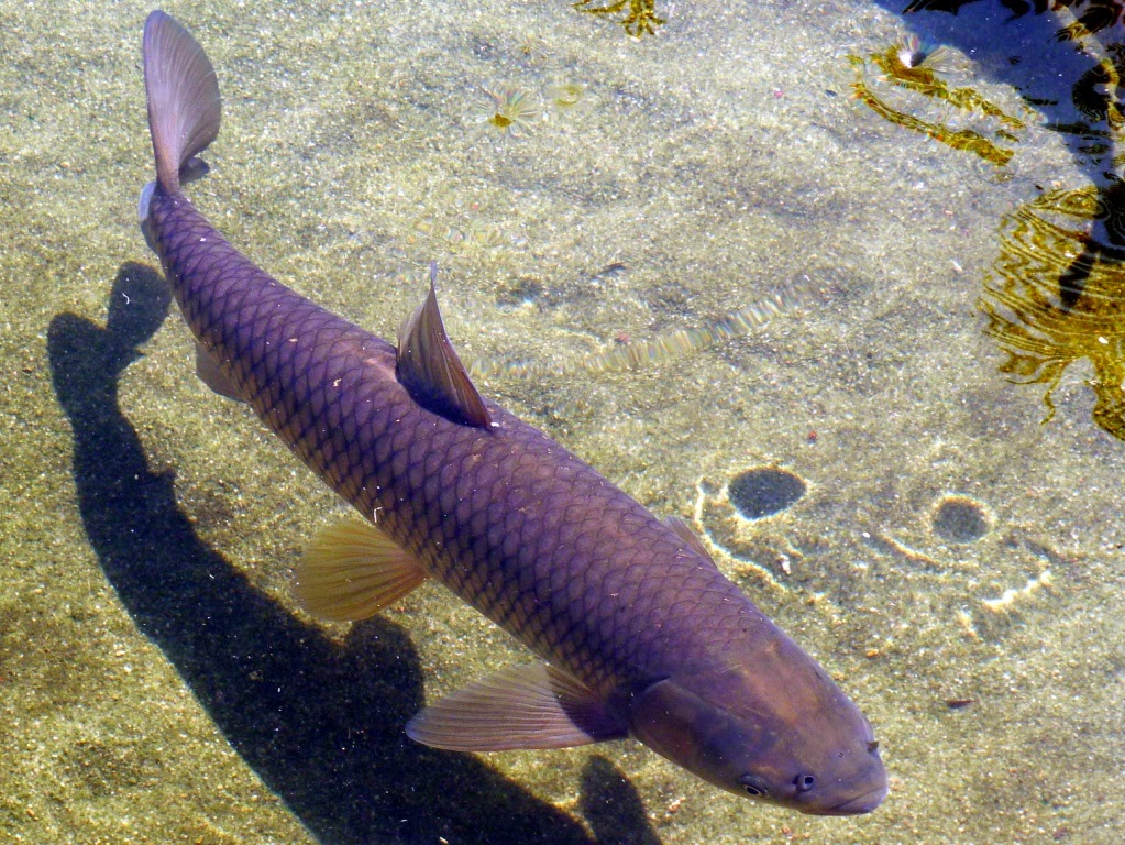 Taxonomía Chordata: Clase Actinopterygii Orden Cypriniformes ...