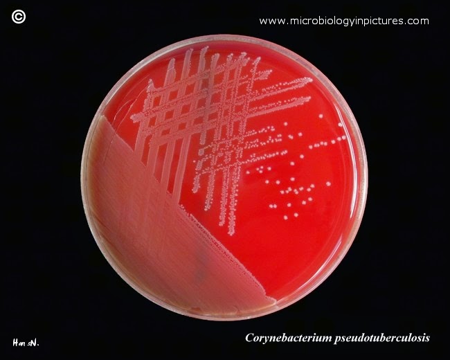Caseous Lymphadenitis - Vet in Training