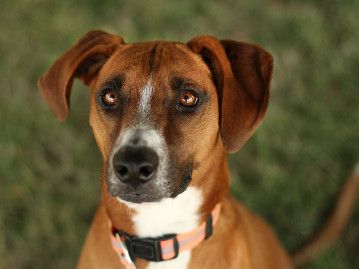 Cashew - Rhodesian Ridgeback mix