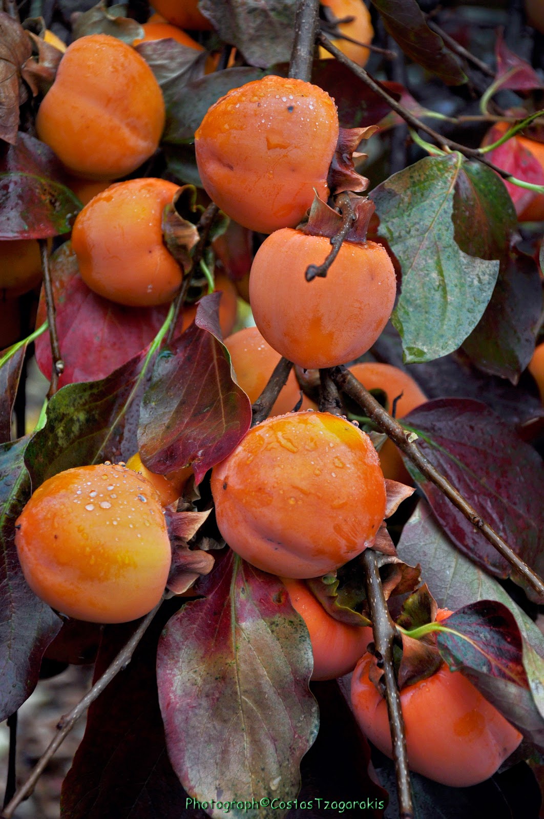 Nature Digital : The lotus fruits and the lotus eaters. Οι λωτοί και οι ...