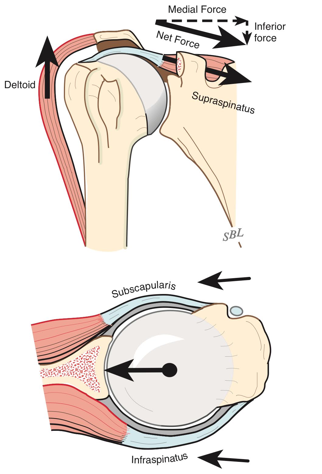 UW Shoulder and Elbow Academy: The normal shoulder, aTSA, and RSA are ...