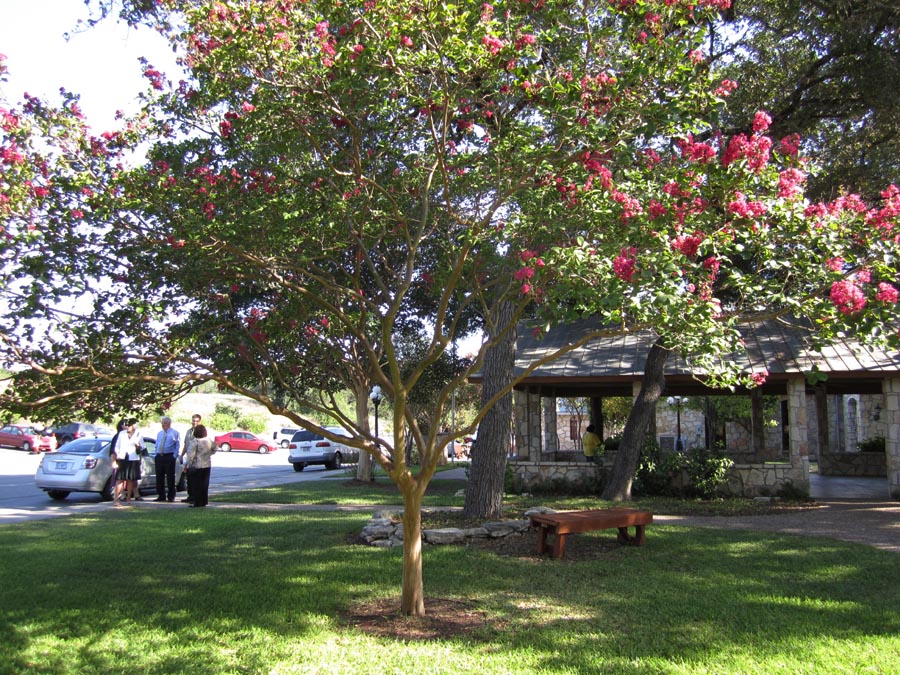 Your Daily Tree: Trees of Southern Texas