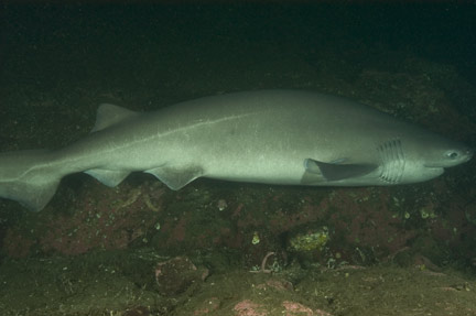 Sharks In Greece: Species Of Sharks In Greece