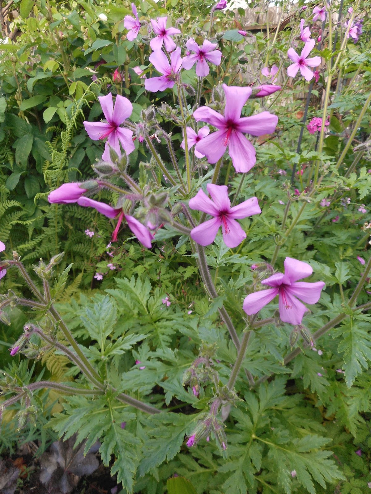 Gardening With Grace: MAY I Have Your Attention?