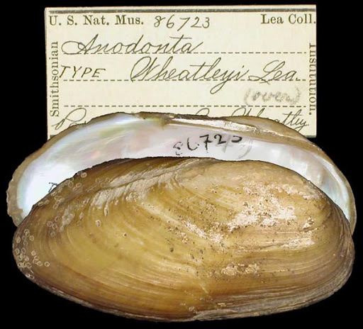 Variety of Life: Anodonta