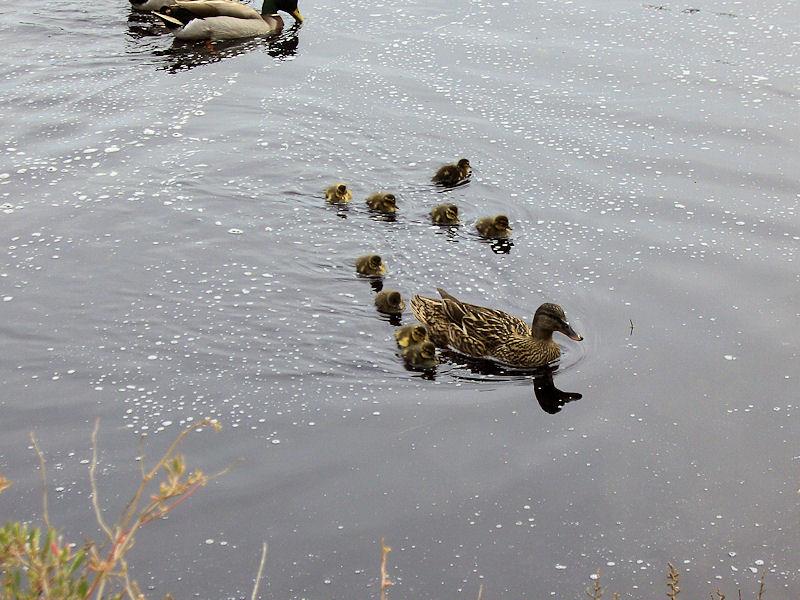 Pato coll verd hembra y sus patitos. Por Isabel Rodríguez ~ Els ulls d ...