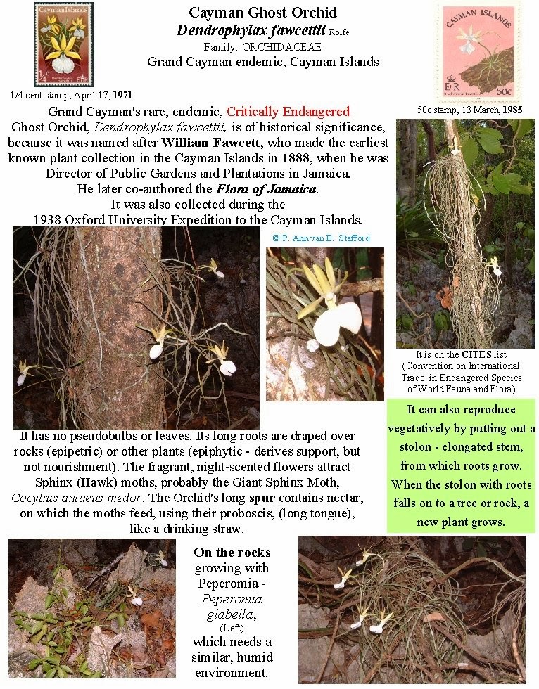 CaymANNature: Cayman Ghost Orchid - Dendrophylax fawcettii
