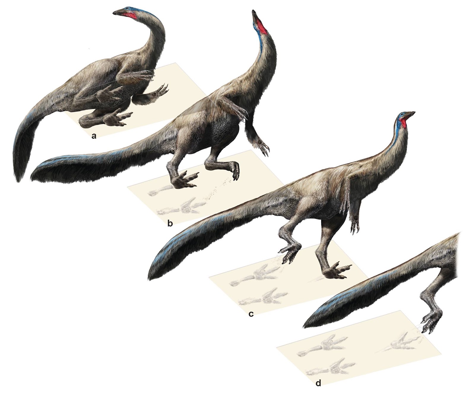 Species New To Science Paleontology Ichnotaxa 2016 Crouching species-new-to-science-paleontology-ichnotaxa-2016-crouching
