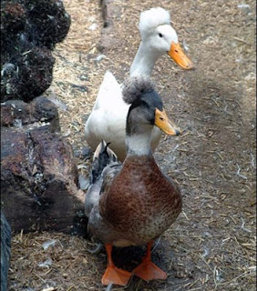 Breed Savers: Dutch Hook Bills - Preserving History