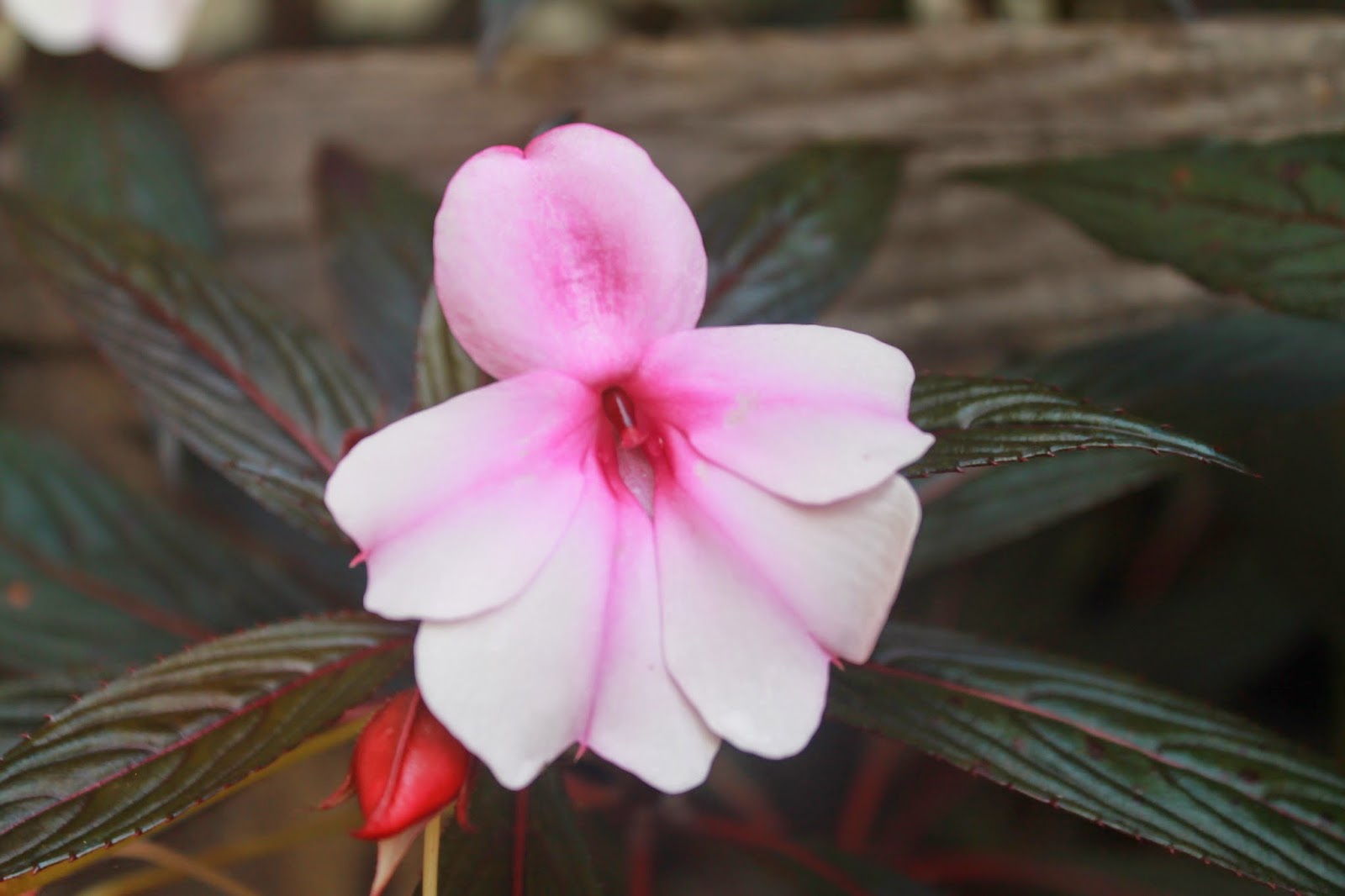 Bunga Papua Terlengkap | Budaya Papua