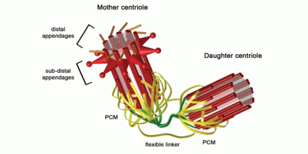 Sentriol: Pengertian, Gambar, Struktur, dan Fungsi Lengkap - BACA CODING
