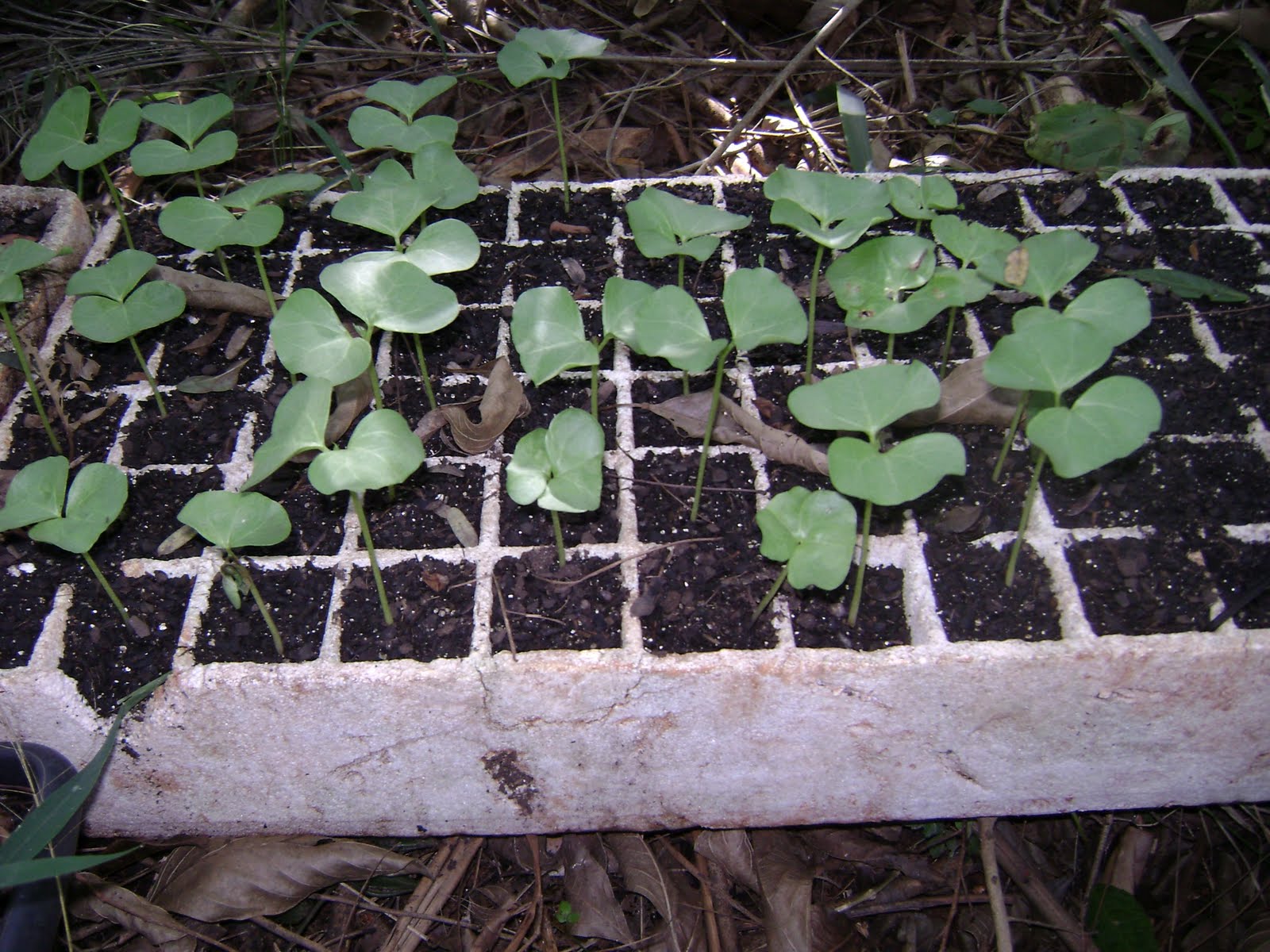 Folha de Orixá - Ewé Orisa: ewé owú...algodoeiro(árvore)