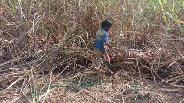 Marathwada sugarcane industry: Child labour rampant, 1.3 lakh 'deprived ...