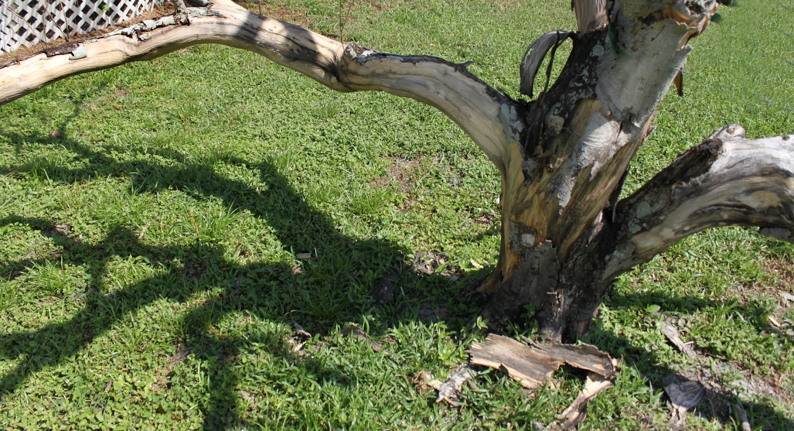 MadSnapper: Shadow Yard Art...