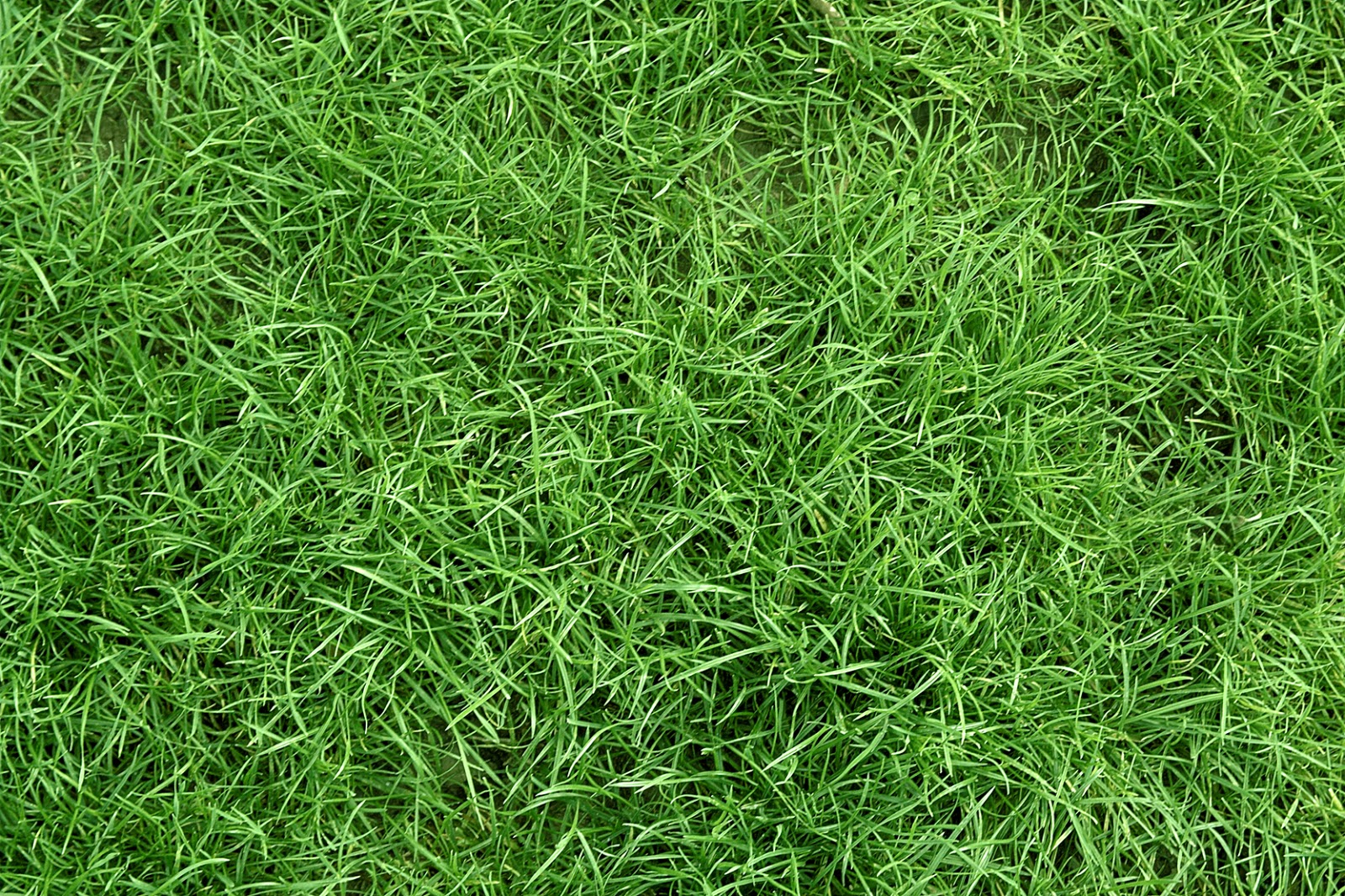 WinskyserinArchSketch: Free grass texture