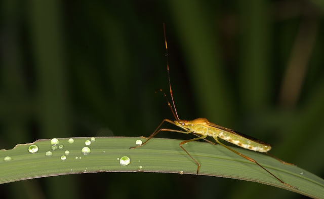 GUNDHI BUG OF PADDY - AGRI FOCUS