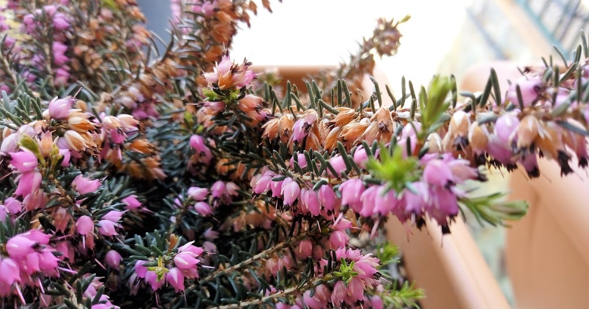 Biosfera vegetal.: Brezo rosado (Erica x darleyensis).