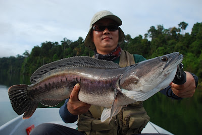 ANGLING WORLD 魔魚釣界: Toman Fishing in Malaysia