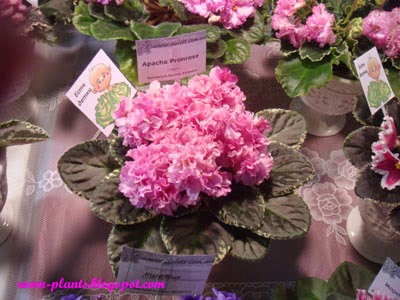 Plant's the soul of your flat: My Photos of African Violets