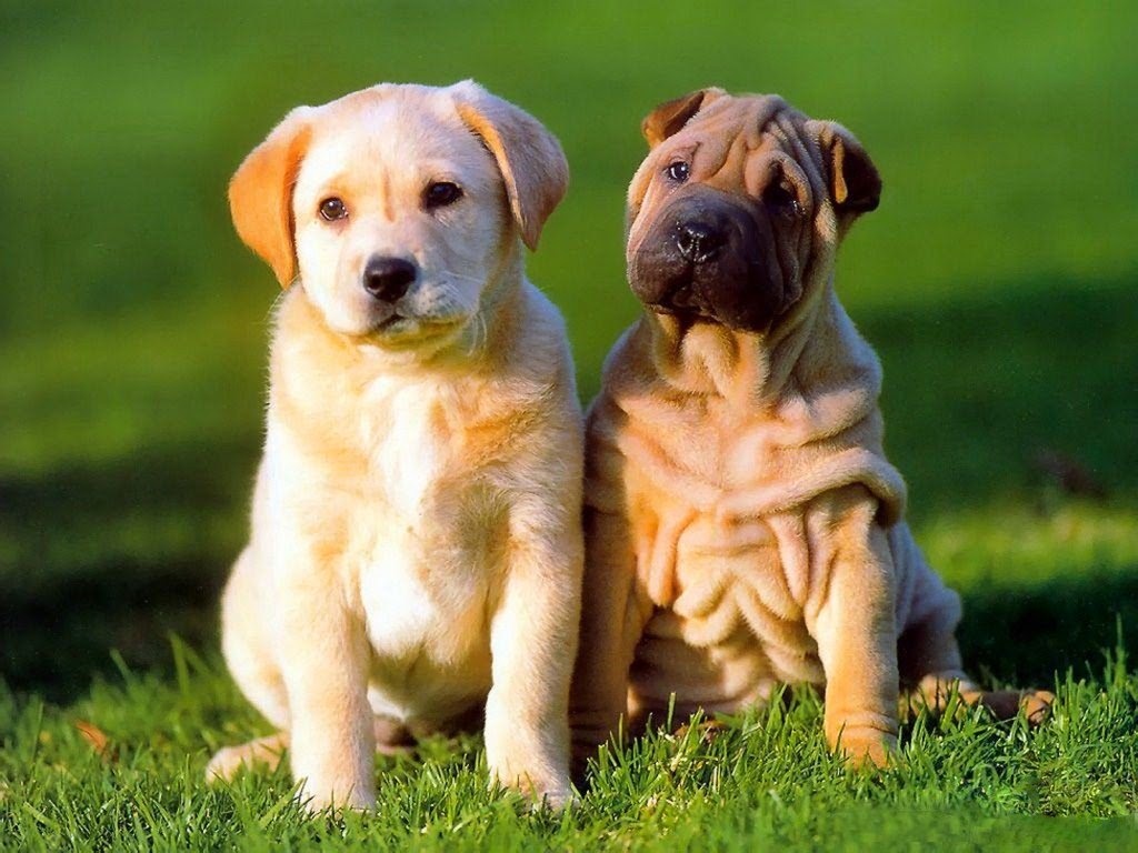 ANIMALES DOMESTICOS