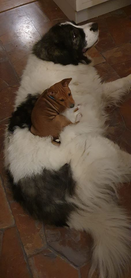 Perrada Unican Basenjit