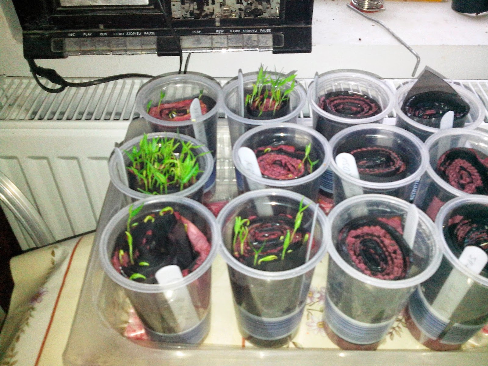 Explorator prin viata: Jurnalul unui gradinar amator (10)