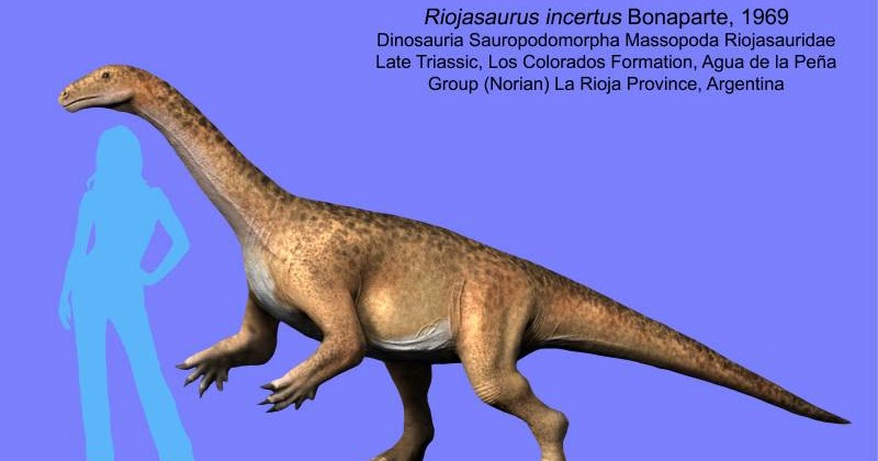 Riojasaurus Skeleton