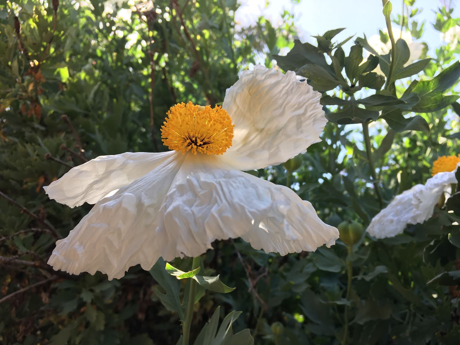 Natives Now SoCal!: Romneya x 'White Cloud'