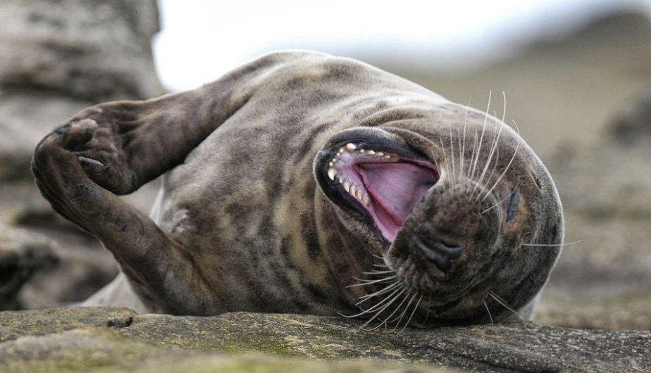 Foca riéndose es captada por el lente de una cámara - Seamos Mas ...