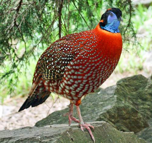 Temminck's tragopan | Birds of India | Bird World