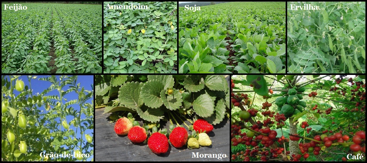 Monocotiledôneas e Dicotiledôneas