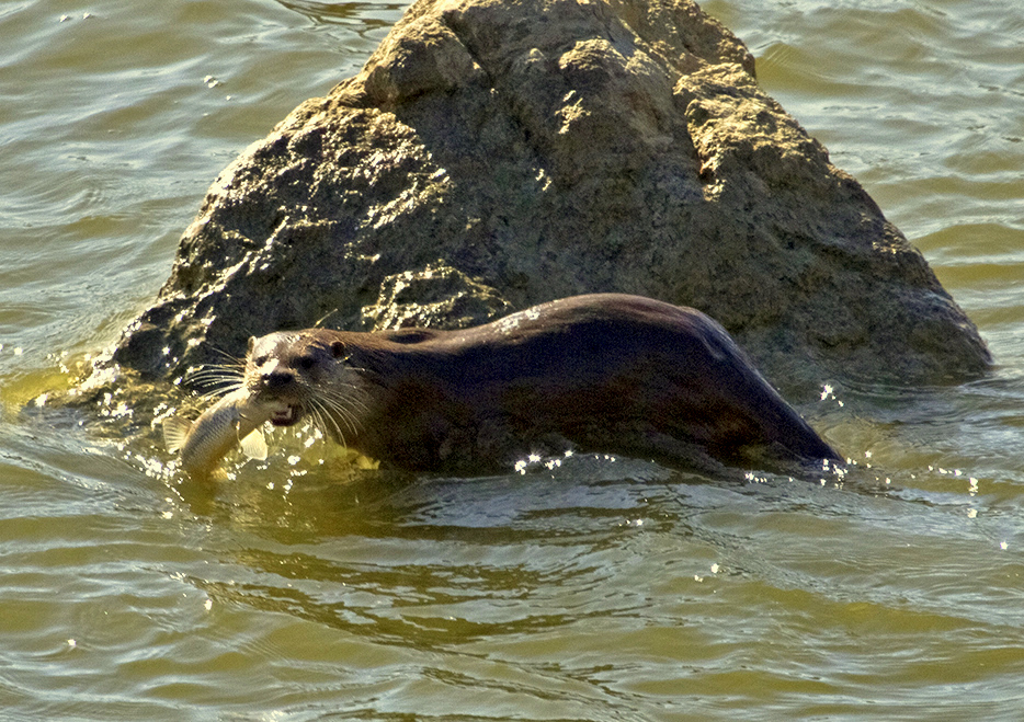 IBERFOTO Fotografia de Naturaleza: EL RIO GUADALQUIVIR Y LAS NUTRIAS