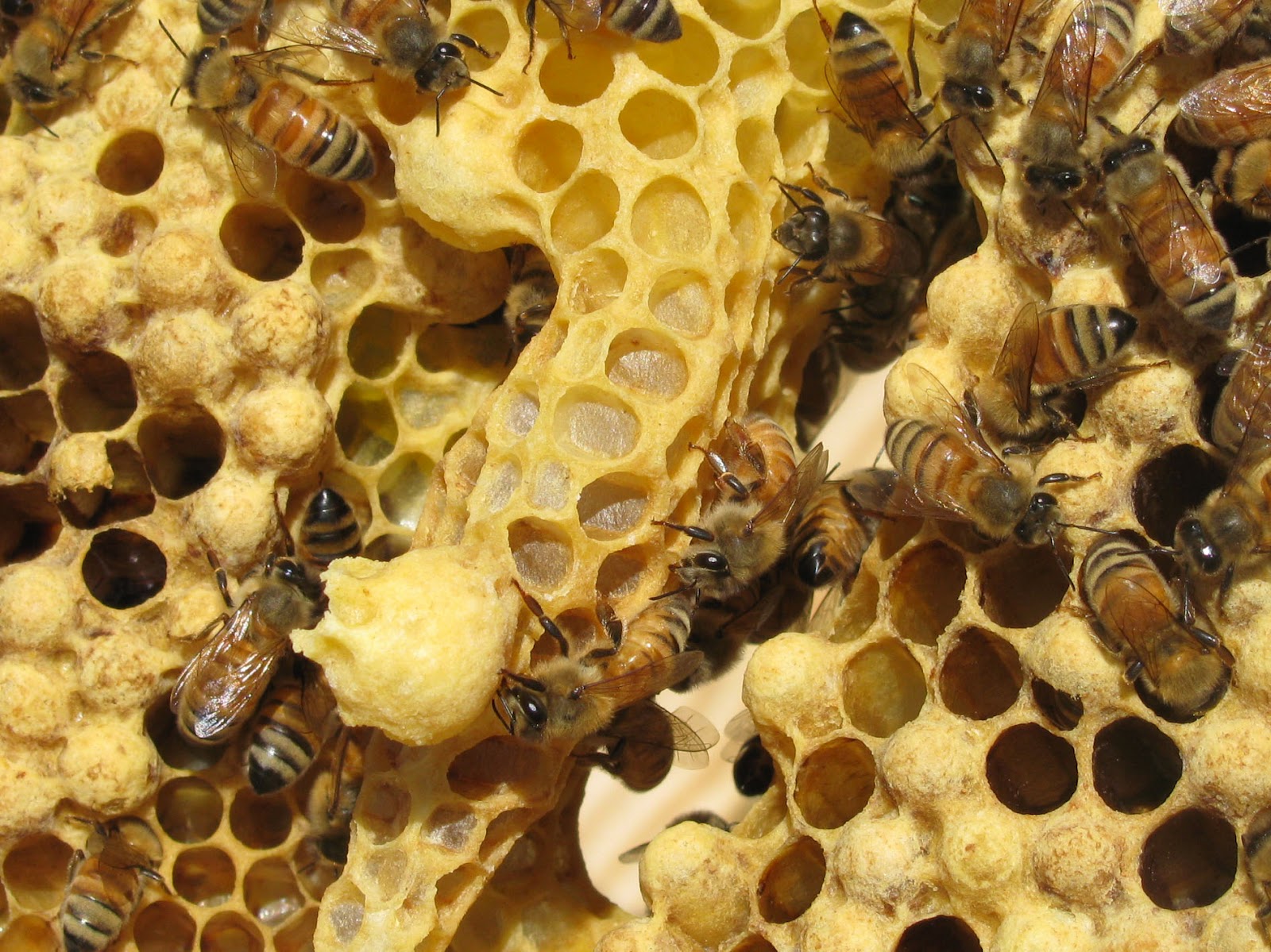 Honeybee Reverie: June 2012