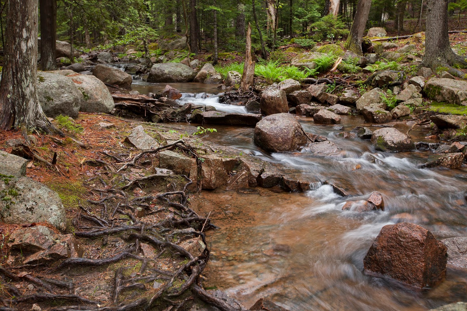 Kathleen Matthews Milstein - Photography