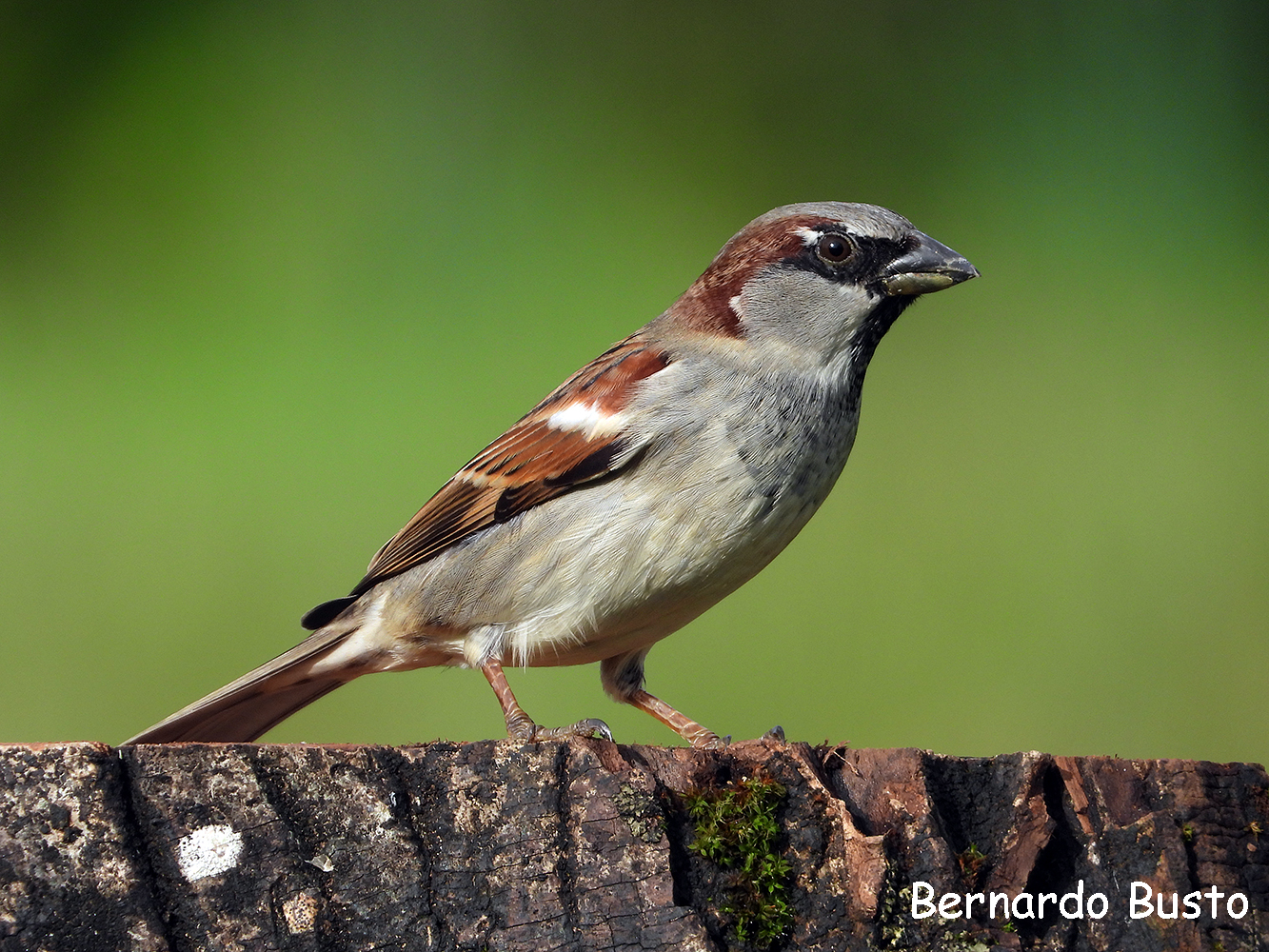 RÍA DE LA VILLA: Gorriones