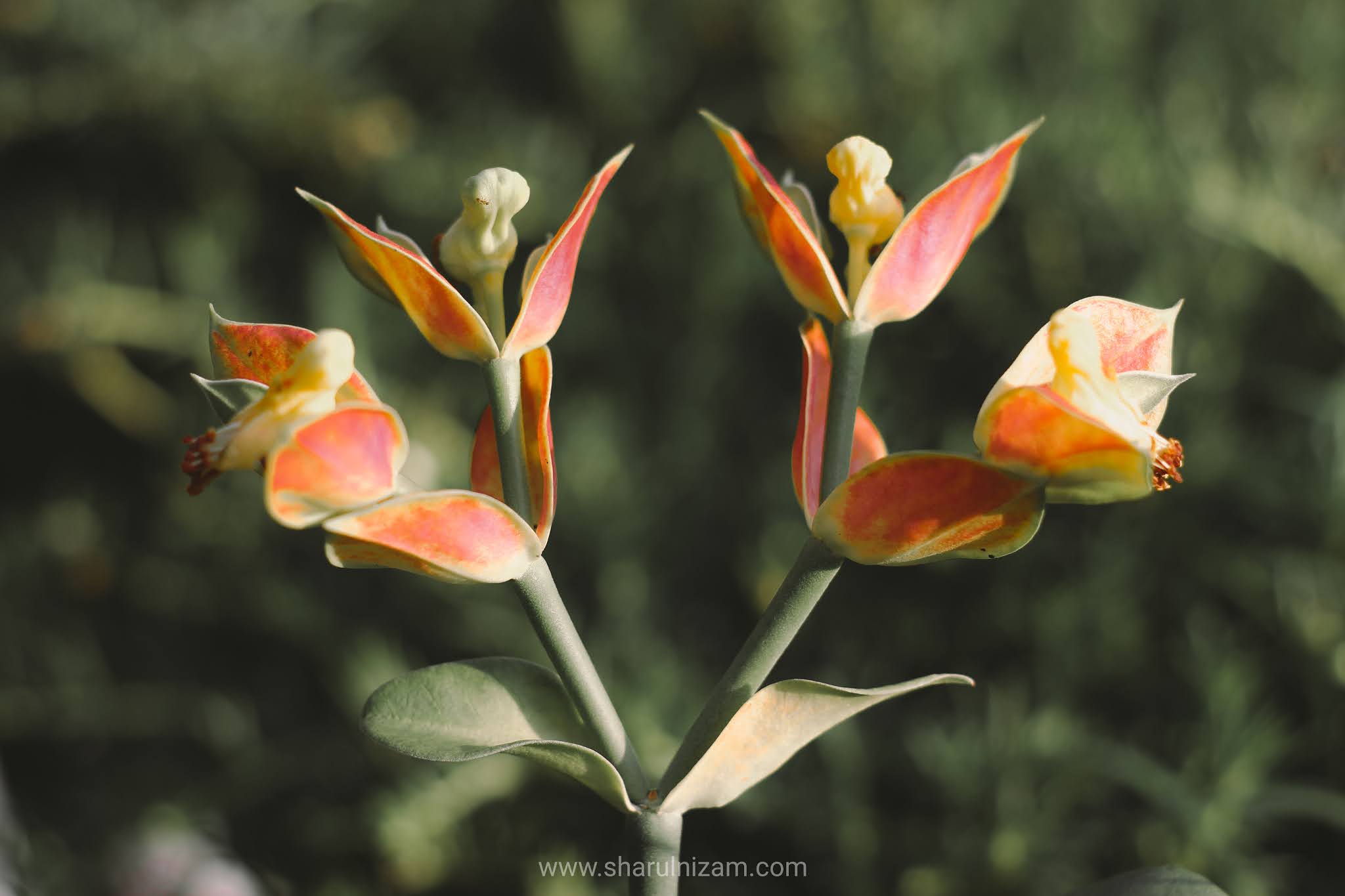Little Bird Flower (aka Bunga Burung)