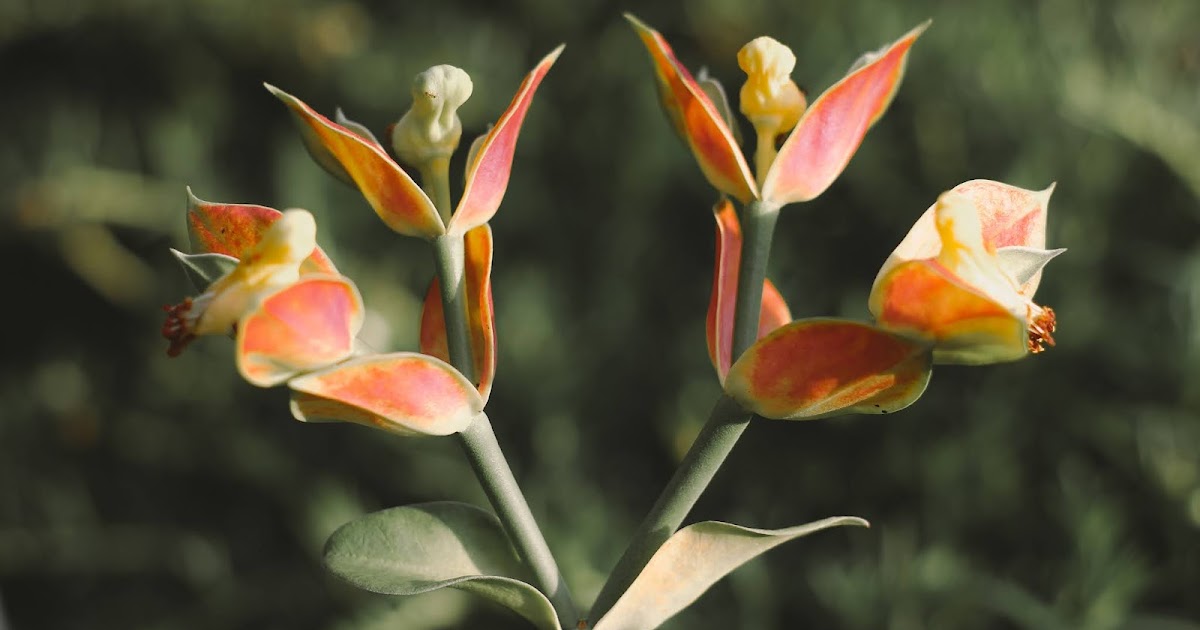 Little Bird Flower (aka Bunga Burung)