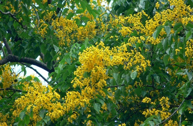 13 Jenis Pohon Untuk Penghijauan! | Anak Bungsu