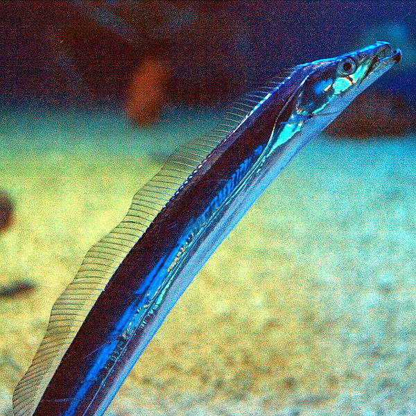 [Food] Galchi-Jorim (갈치조림, Braised Hairtail) ~ peacebreeze